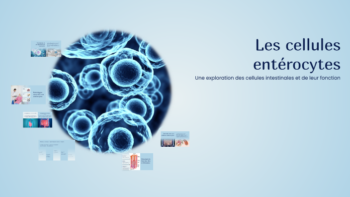 Les cellules entérocytes by emaa usic on Prezi