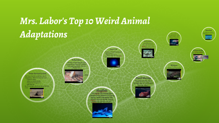Mrs. Labor's Top 10 Weird Animal Adaptations by Jennifer Labor on Prezi