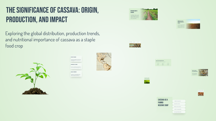 The Significance of Cassava: Origin, Production, and Impact by Mikidadi ...