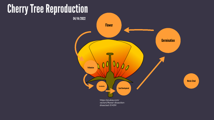 Tree Reproduction by Xiuming Zhang on Prezi
