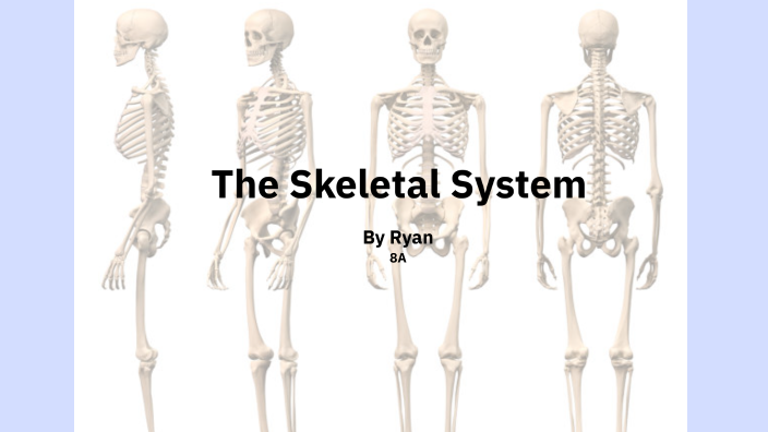Organ Systems Project: Skeletal System: Ryan 8A by Ryan Chen on Prezi