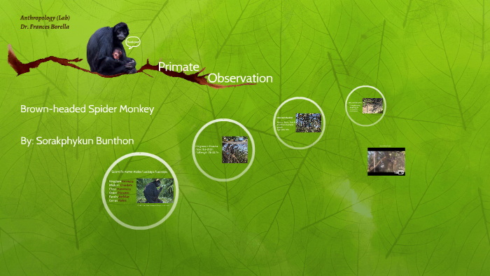 Primate Observation (ANTH 1L) by Sorakphykun Bunthon