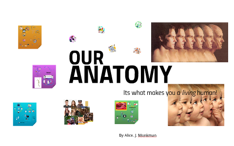 OUR ANATOMY by alice monkman
