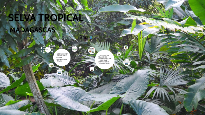 Selva Tropical de Madagascar by Javier Apolo Torres on Prezi