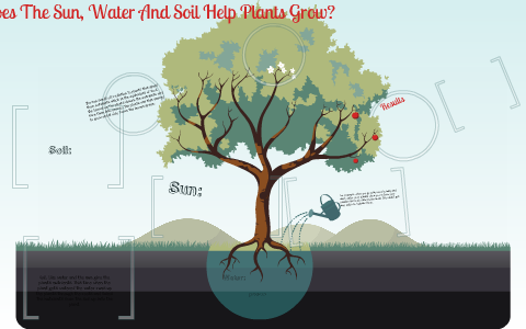How does the sun, soil and water help plants grow? by Charlotte L on Prezi
