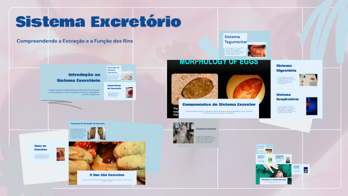 Sistema Excretório by on Prezi