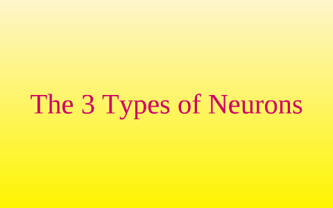 The 3 Types of Neurons by Amy McGurk on Prezi