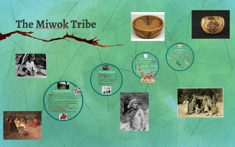 The Miwok Tribe by Lucy Albrecht on Prezi