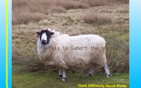 Sheep Reactions by Aaron Carstensen on Prezi