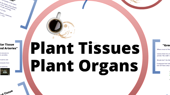 Plant Tissues and Plant Organs by Garin Gregory on Prezi