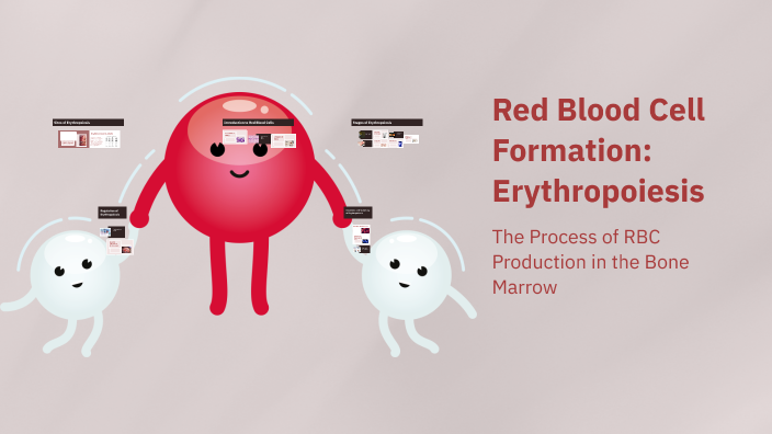 Red Blood Cell Formation: Erythropoiesis by Ha Ha on Prezi