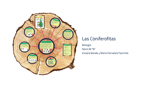 Coniferofitas by Mafer Pazmiño on Prezi
