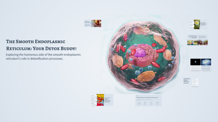 The Smooth Endoplasmic Reticulum: Your Detox Buddy! by Esmeralda Maciel ...