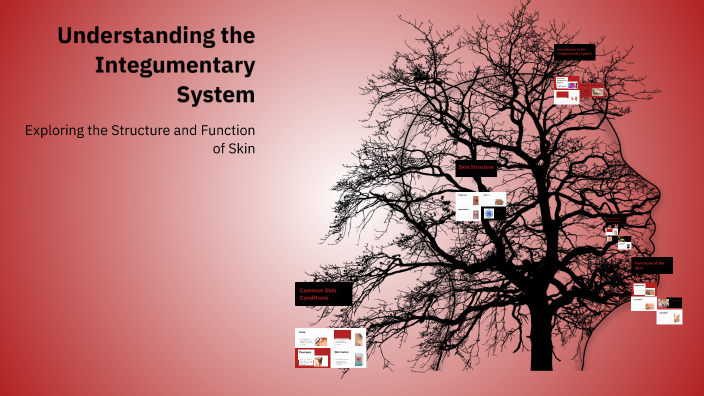 Understanding the Integumentary System by Erika Martinez on Prezi