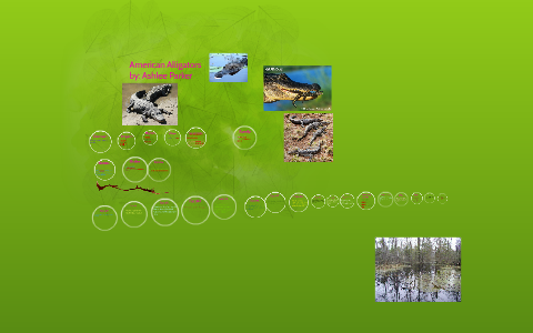 Classification of American Alligator by Ashlee Parker on Prezi