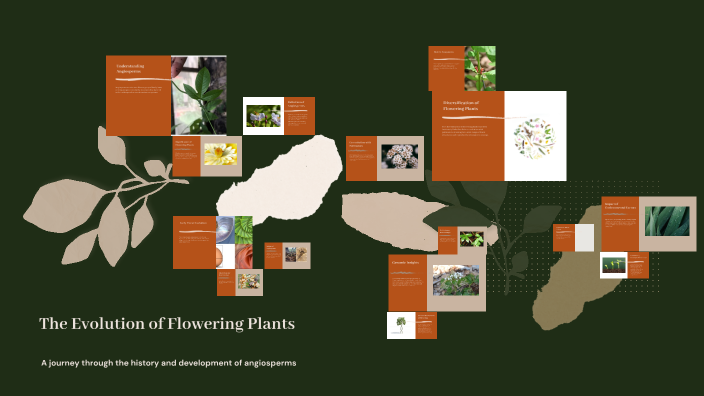 The Evolution of Flowering Plants by аля аля on Prezi