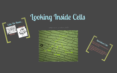 Looking Inside Cells by on Prezi