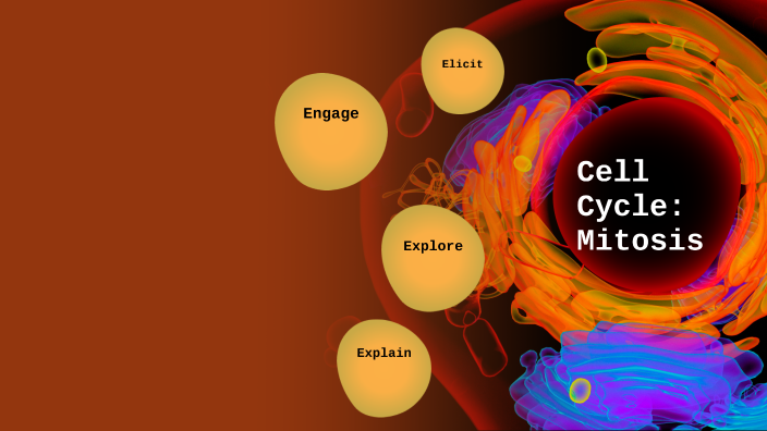 Cell Cycle: Mitosis by pinky barrameda on Prezi