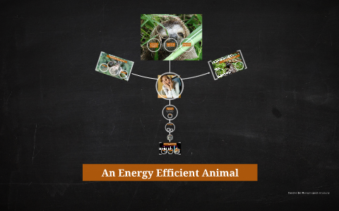 What Animal Is The Most Energy Efficient? by Niamh A on Prezi