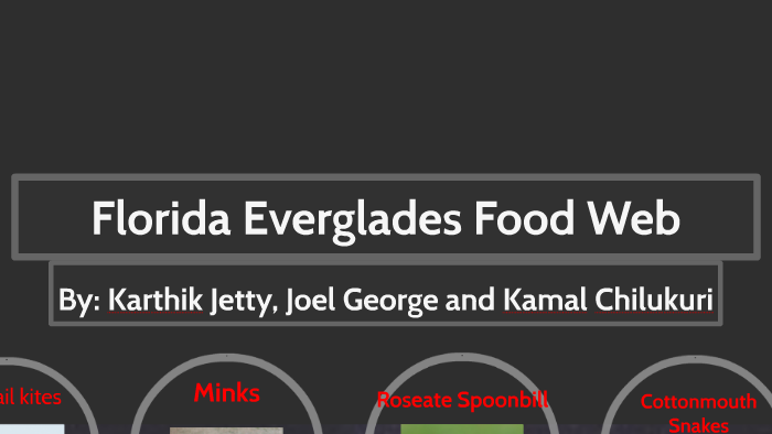 Florida Everglades Food web by Karthik Jetty on Prezi