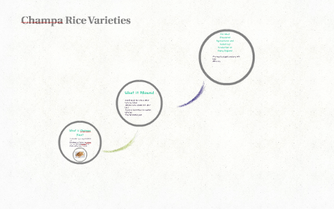 What is Champa Rice? by Steven Eng on Prezi