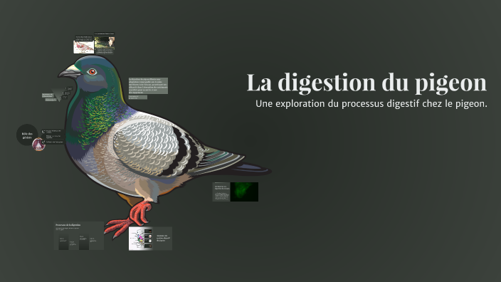 La digestion du pigeon by sylvia Lira sanchez on Prezi