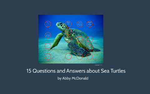 15 Question and Answers about Sea Turtles by Abby McDonald on Prezi