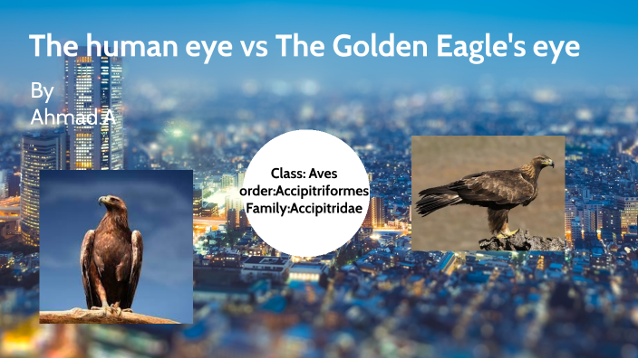 The human eye vs The Golden Eagle's eye by Ahmad Ammar on Prezi