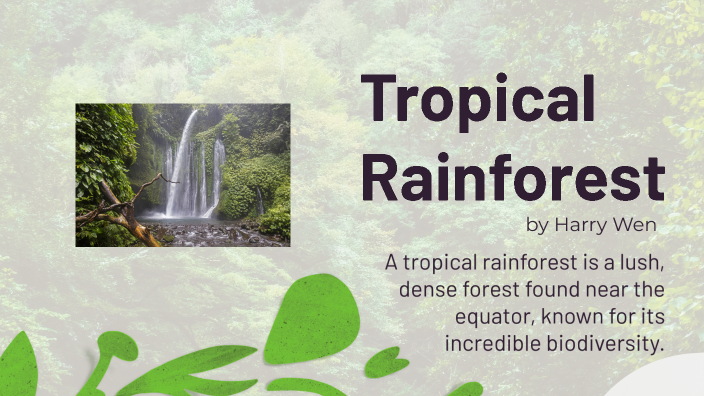 Harry Wen Tropical Rainforest by Harry Wen on Prezi