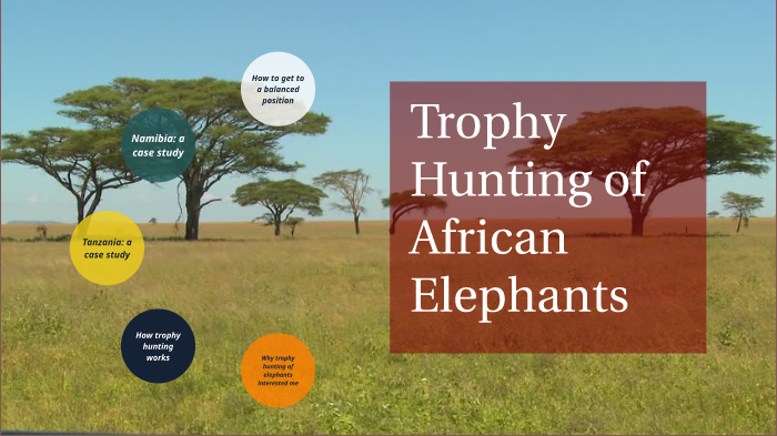 Elephant Trophy Hunting by Dennis Kwon on Prezi