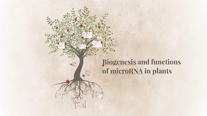 Biogenesis and functions of microRNA in plants by Annika Schlemm on Prezi