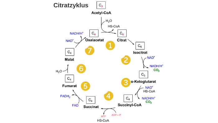 Citratzyklus by Ida Heuschkel on Prezi
