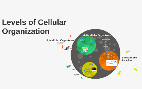 Levels of Cellular Organization by Jennifer Park on Prezi