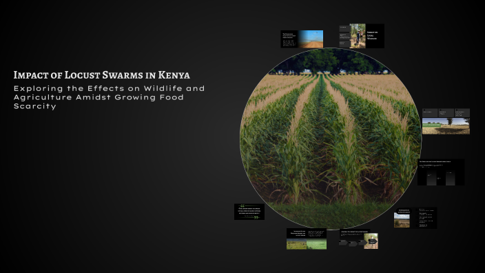 Impact of Locust Swarms in Kenya by Blake Pettit on Prezi