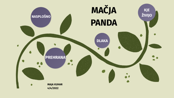 Mačja panda by Maja Kuhar on Prezi