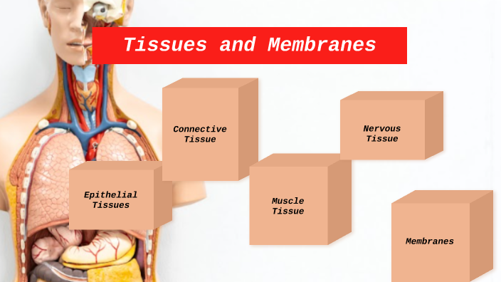 Tissues and Membranes by Katie Logg on Prezi