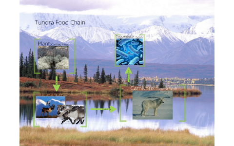 Tundra Food Chain by Jordan Burt on Prezi