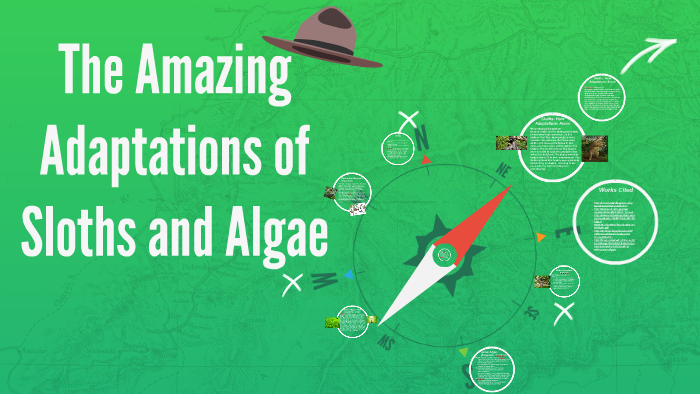 The Amazing Adaptations of Sloths and Algae by Doreen Osei