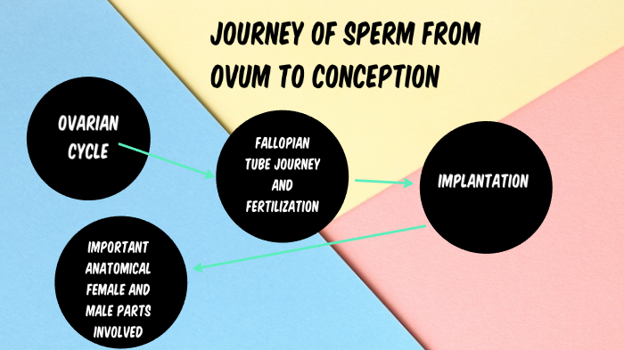 Journey of Sperm from Ovum to Conception, Detailed Flowchart by Kirsten ...