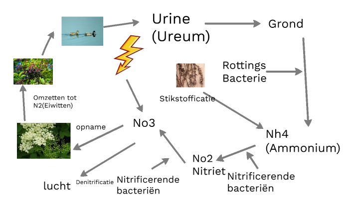 Stikstof Kringloop by Kyan Bouma on Prezi