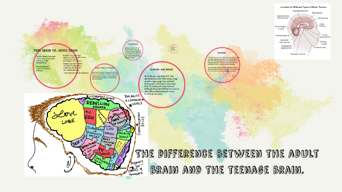 The difference between the adult brain and the teenage brain by emily ...