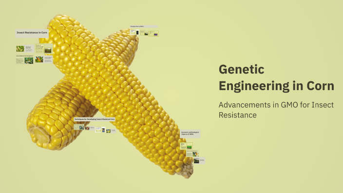 Genetic Engineering in Corn by Ari Zainos on Prezi