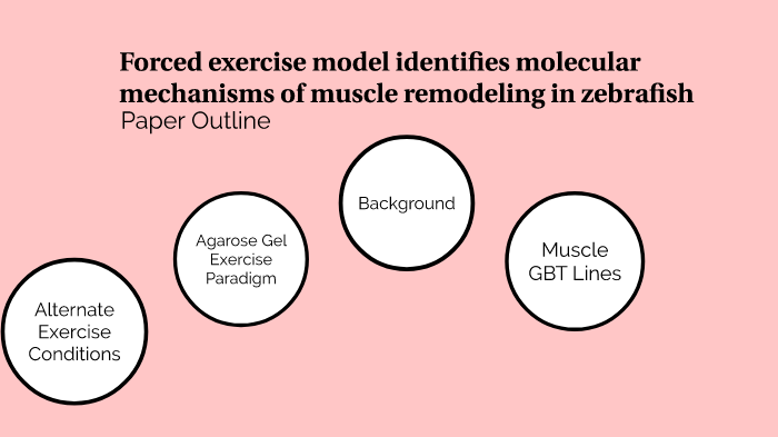 Muscle Paper Outline by Lauren Greif on Prezi