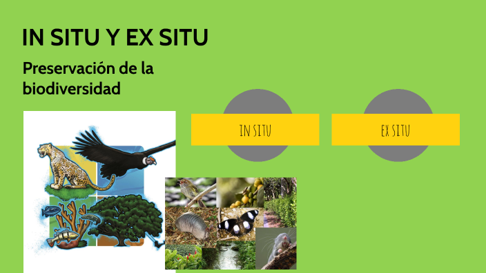 IN SITU Y EX SITU by kadaysha Lucas on Prezi