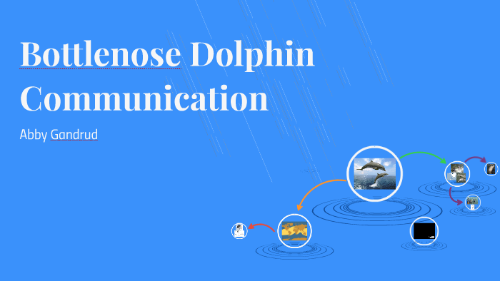 Bottlenose Dolphin Communication by Abby Gandrud on Prezi