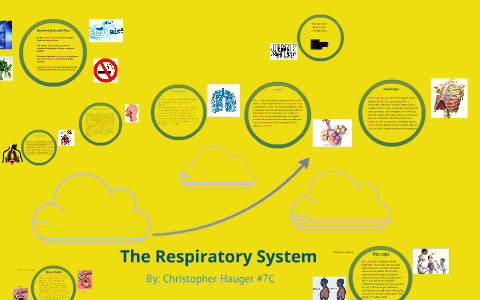 The respiratory system by Christopher Hauger on Prezi