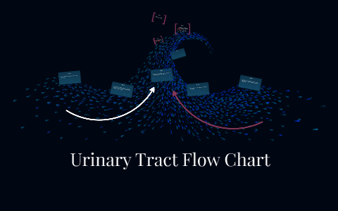 Urinary Tract Flow Chart by Marissa Douglas on Prezi
