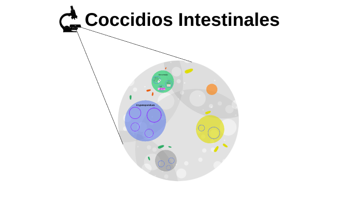 Coccidios intestinales by Luis Jiménez Orozco on Prezi