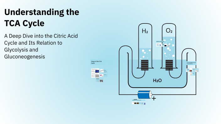 Understanding the TCA Cycle by David Brkic on Prezi