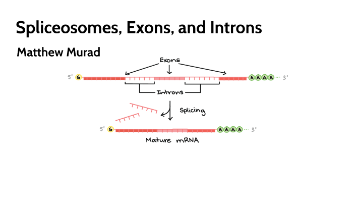 Spliceosomes, Exons, Introns by Matthew Murad on Prezi